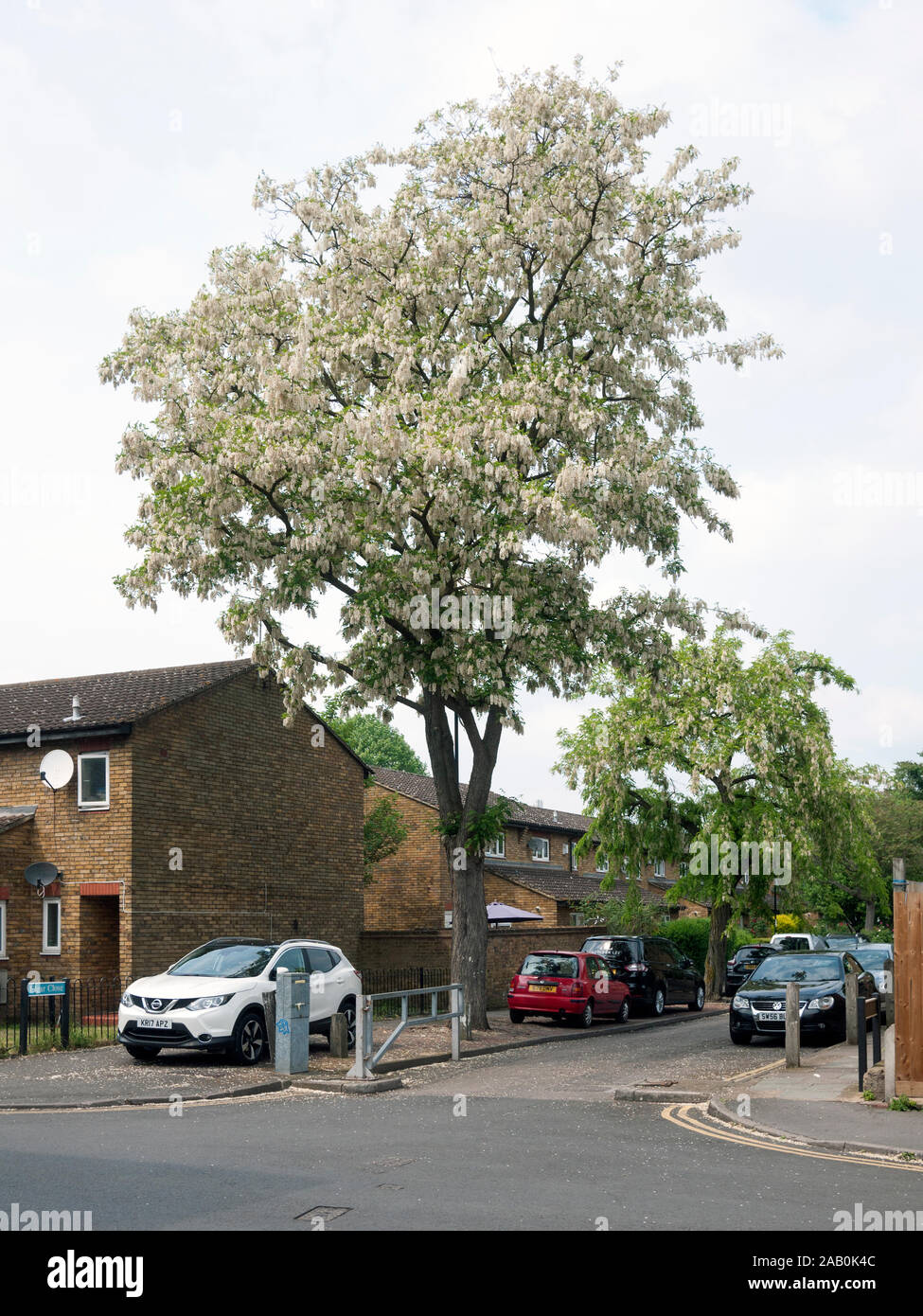 Urban false acacia or Black locust (Robinia pseudoacacia) tree in ...