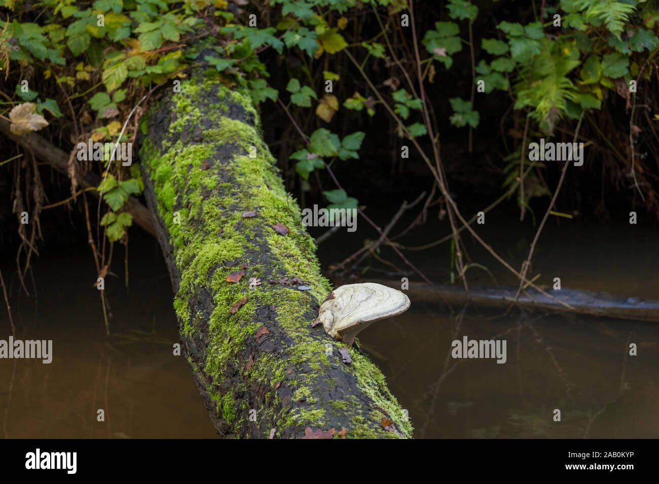 Tinder mushroom growing on a fallen tree crossing streamlet "Leubeek ...