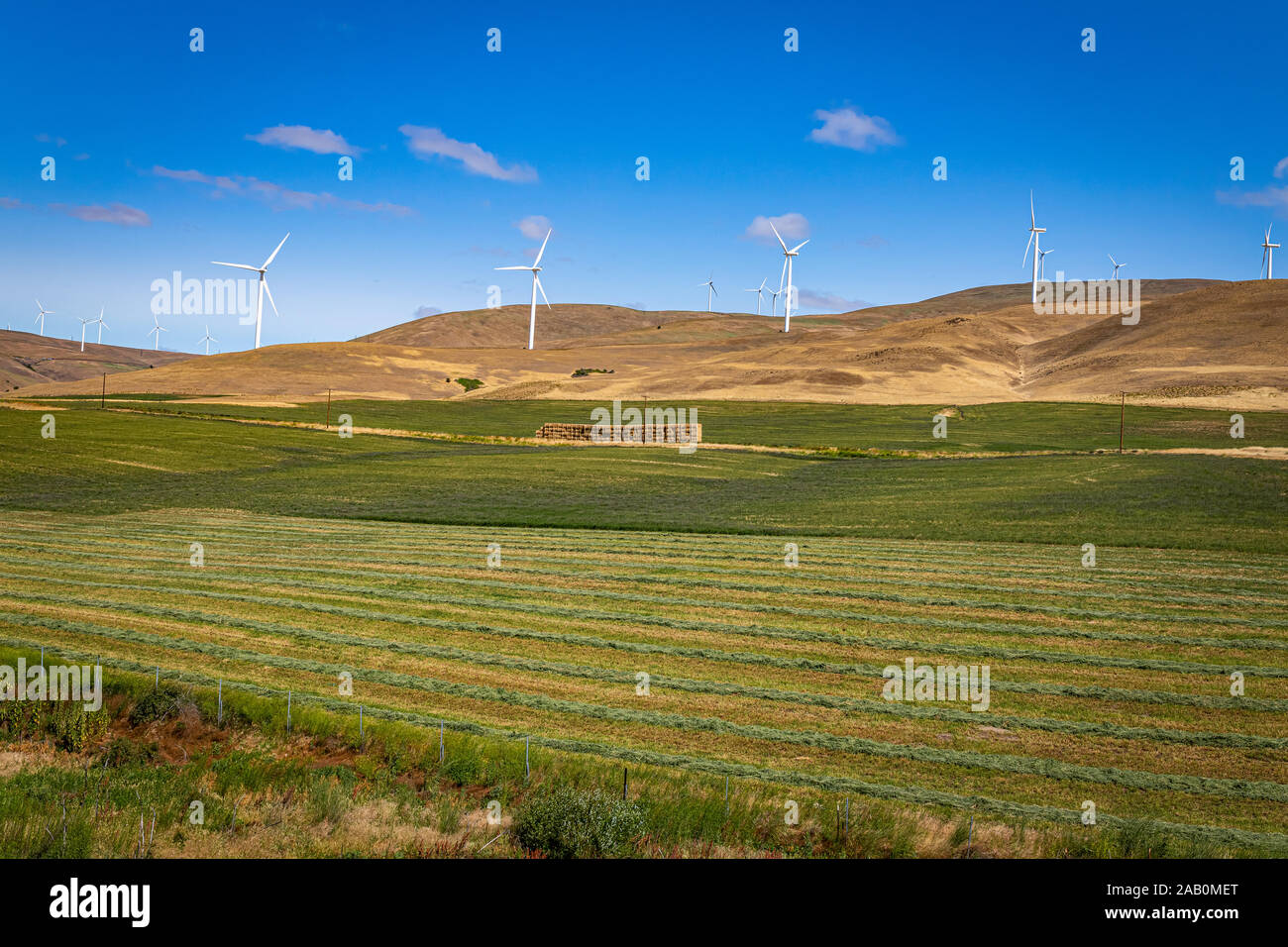 Windmills in a field along the Columbia River Gorge on the border ...