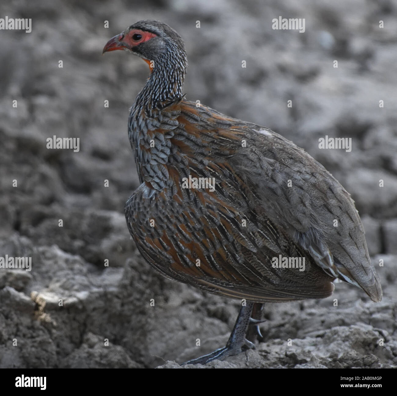 Grey breasted spurfowl francolinus rufopictus hi-res stock photography and images - Alamy