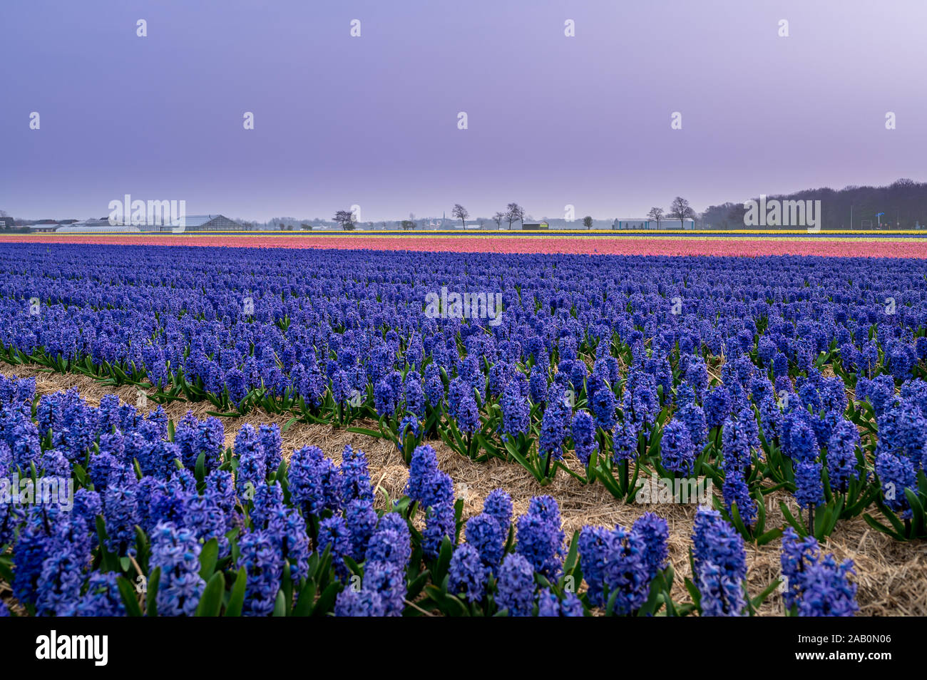 Field of blue hyacinths in Holland Stock Photo - Alamy