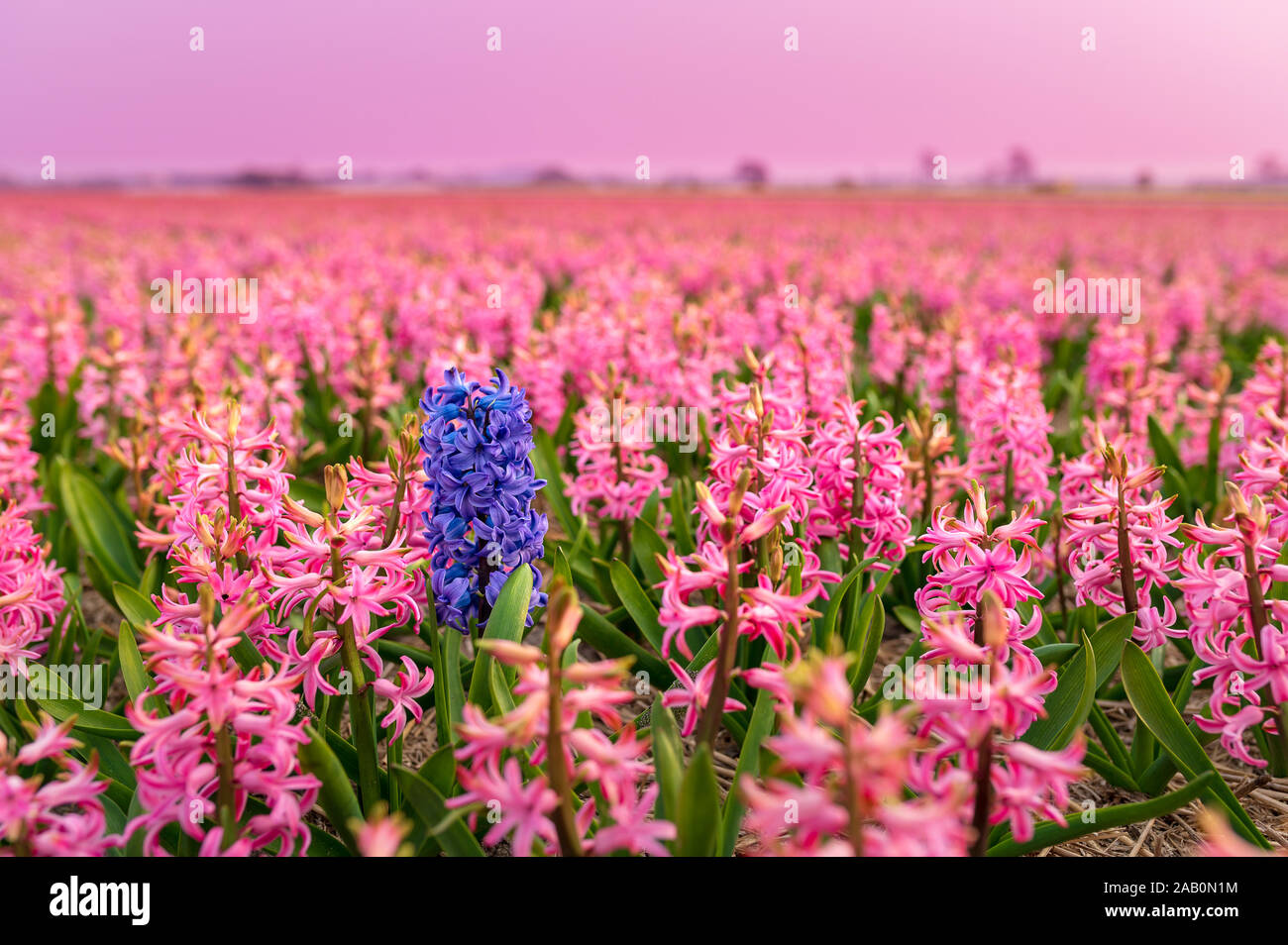 Single blue hyacinth in a field of red hyacinths in Holland Stock Photo ...