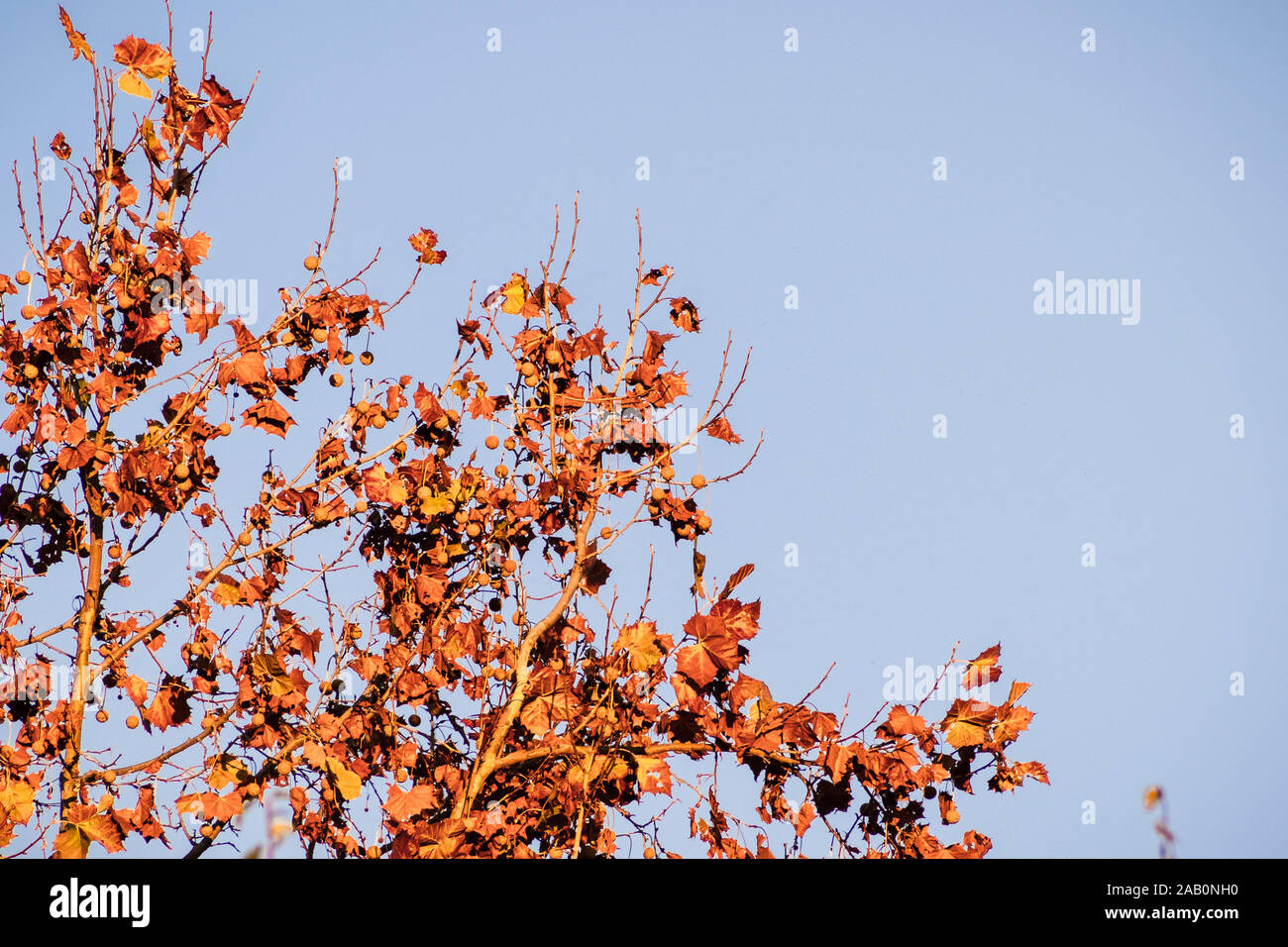 London Plane (Platanus × acerifolia) tree branches with autumn colored ...