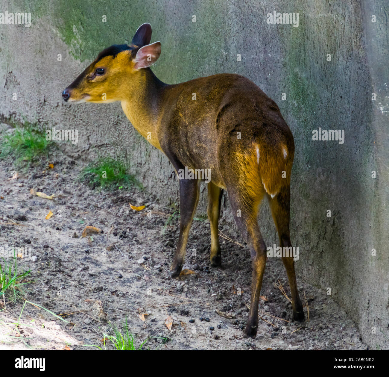 Chinese muntjacs hi-res stock photography and images - Alamy