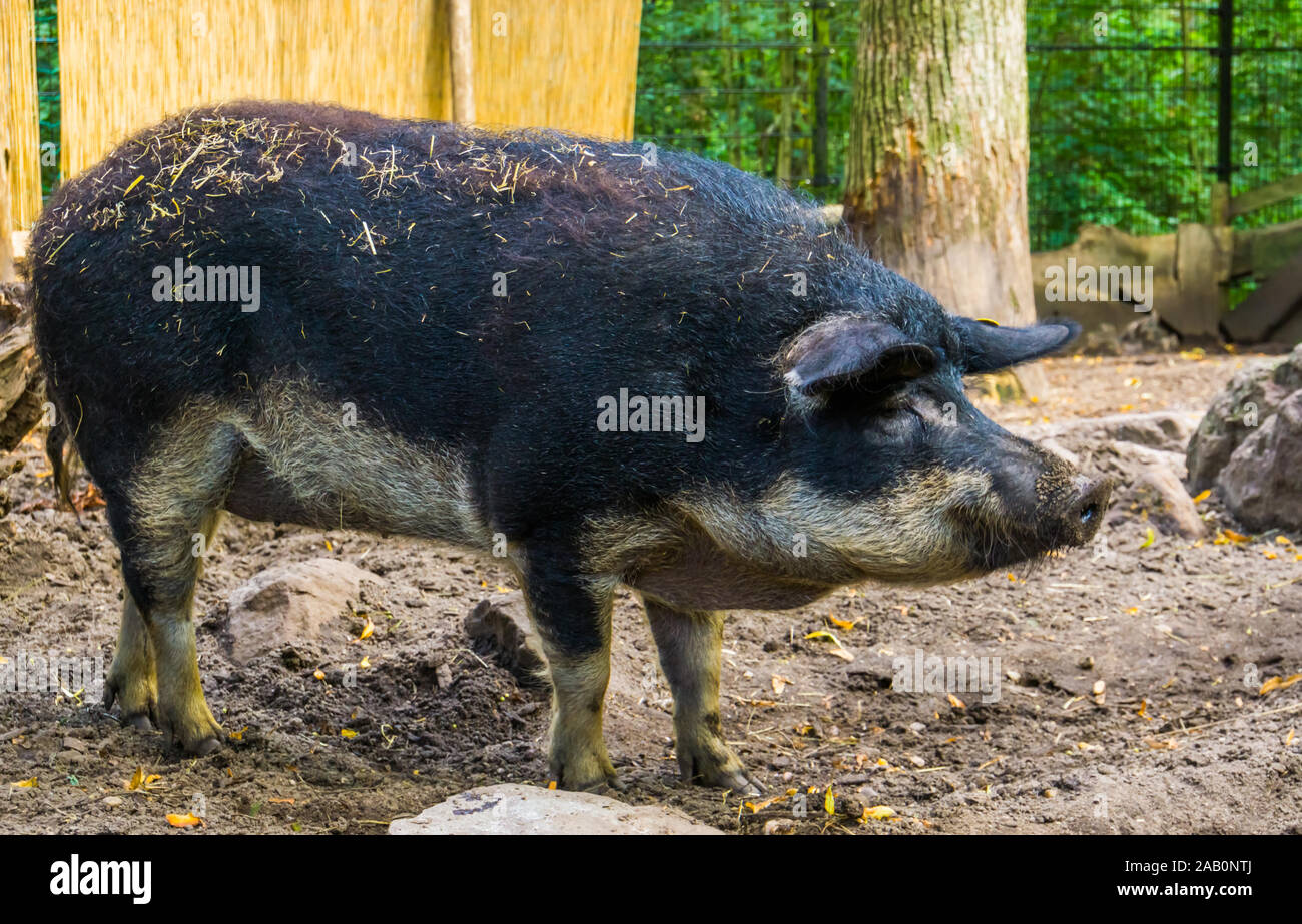 Hungarian pigs hi-res stock photography and images - Alamy