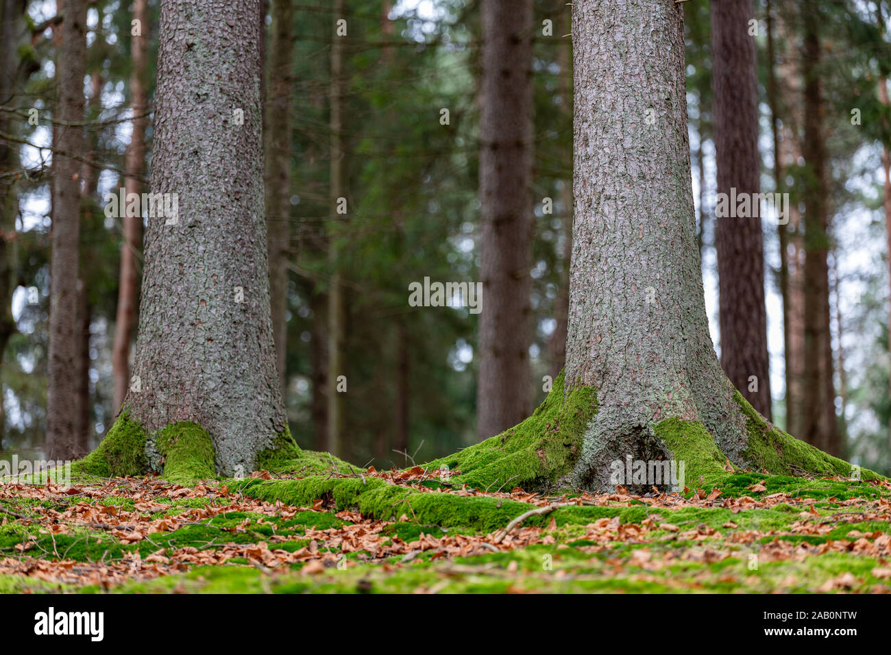 The trunk of a large spruce tree. Moss growing on the lower parts of a ...