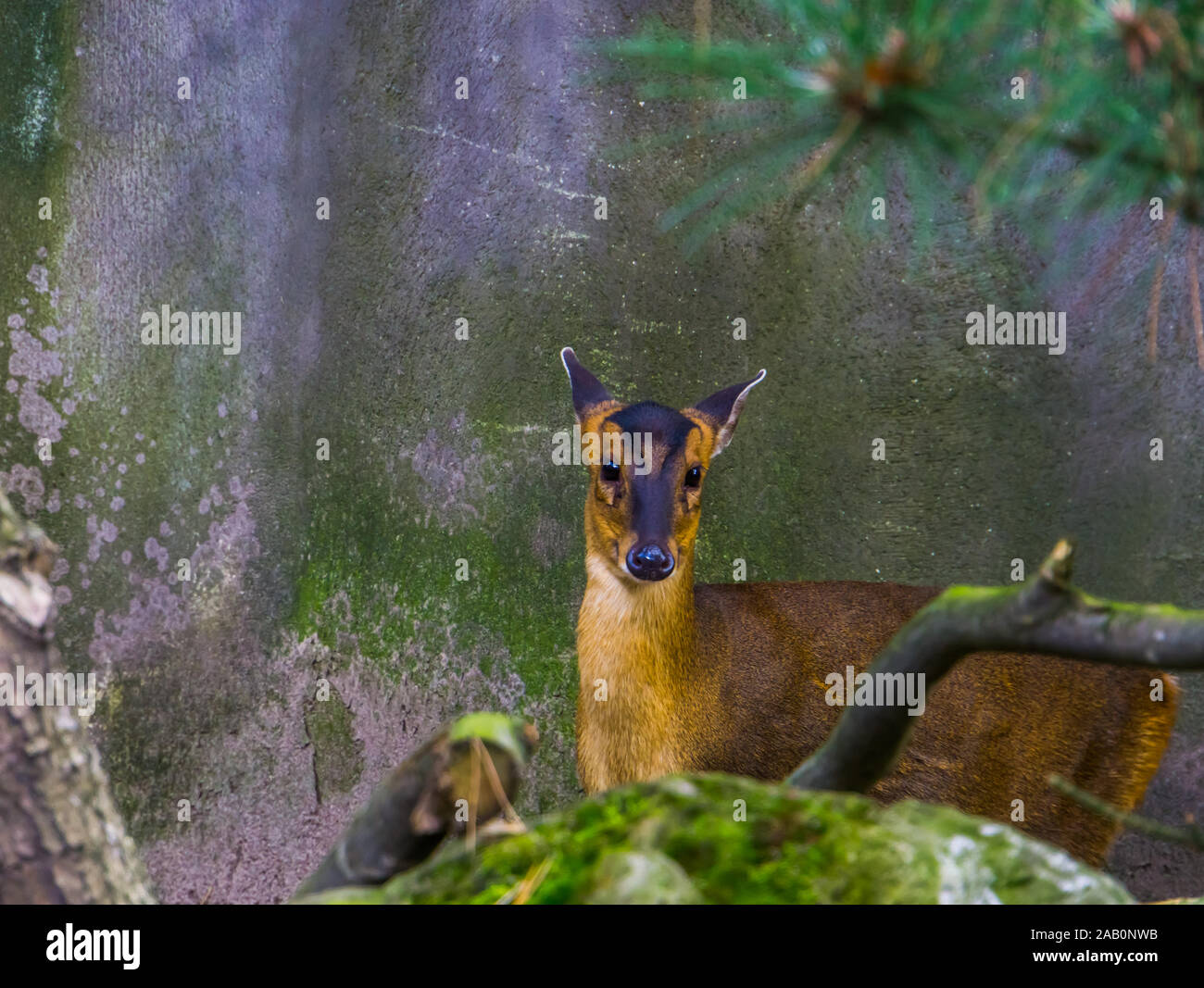 Small Doe High Resolution Stock Photography and Images - Alamy