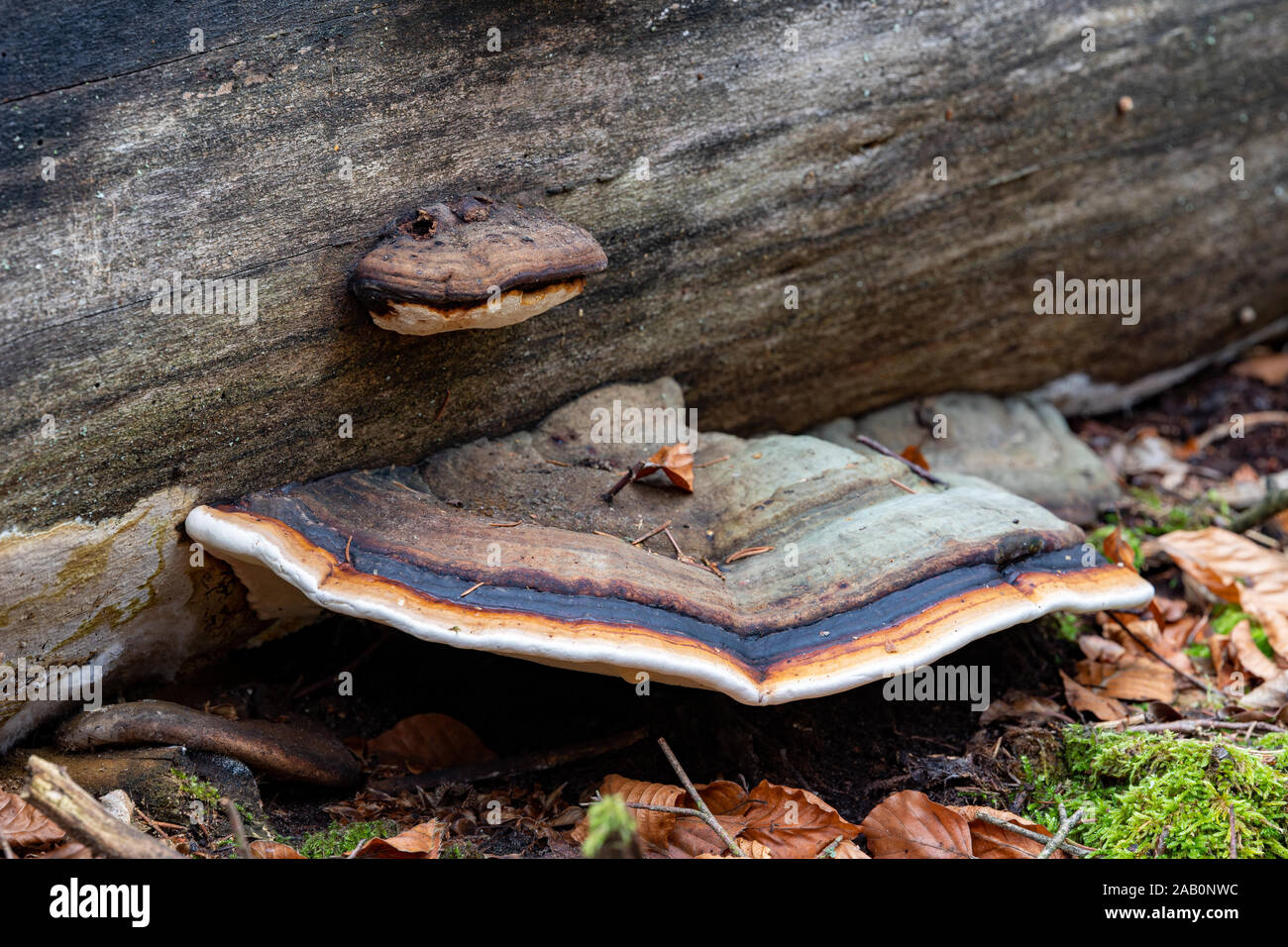 Garden conifer tree stump hi-res stock photography and images - Alamy