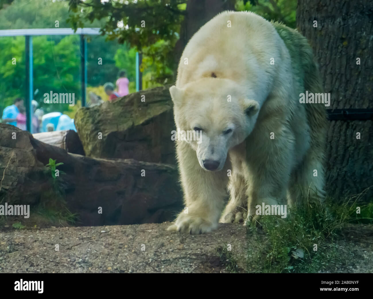polar bear in closeup, Vulnerable animal specie from the arctic coast ...
