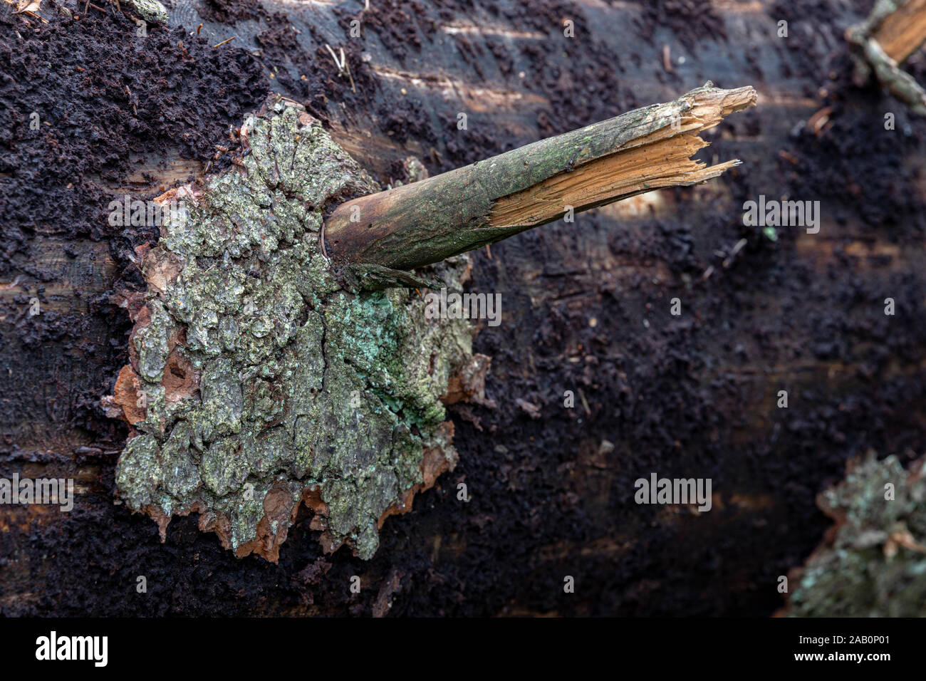 Tree trunk infested with bark beetle. Tree trunk eaten by forest ...