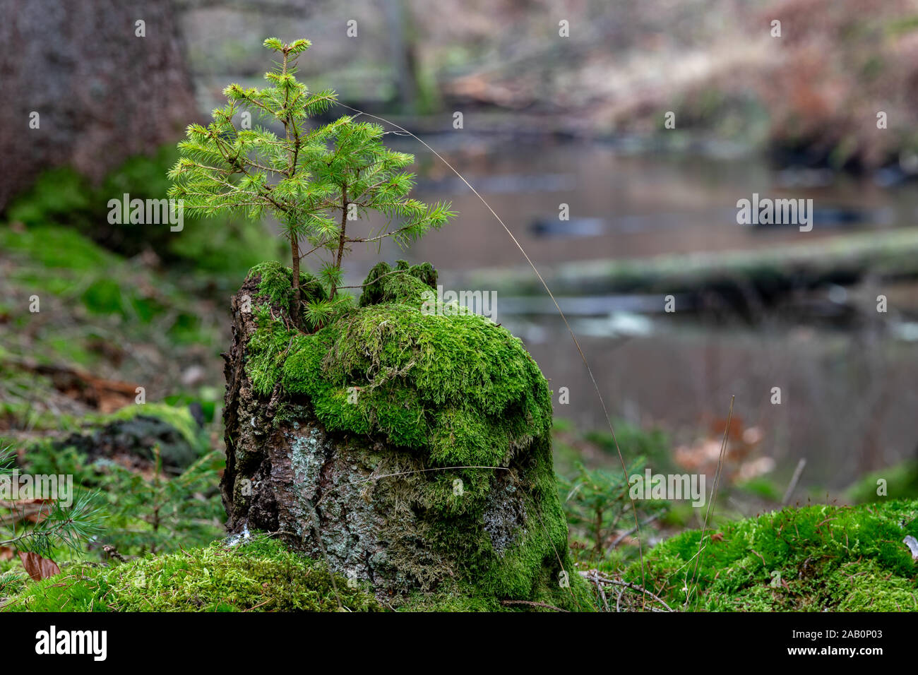 Small spruce tree growing on a mossy old trunk. Coniferous seedling in ...