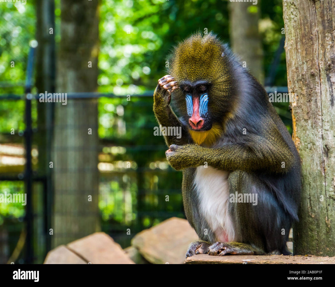 Monkey scratching head hi-res stock photography and images - Alamy