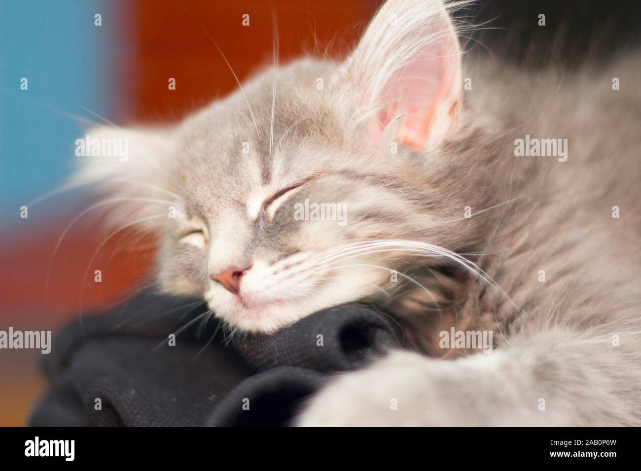 Sleeping grey kitten hi-res stock photography and images - Alamy