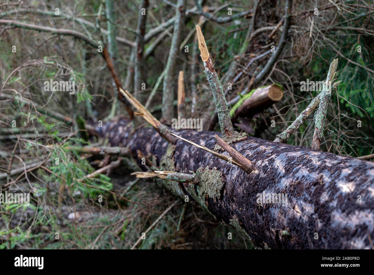 Tree trunk infested with bark beetle. Tree trunk eaten by forest ...
