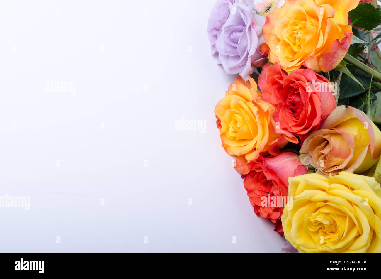Plenty of multi colored roses copy space backdrop. Beautiful roses on a ...