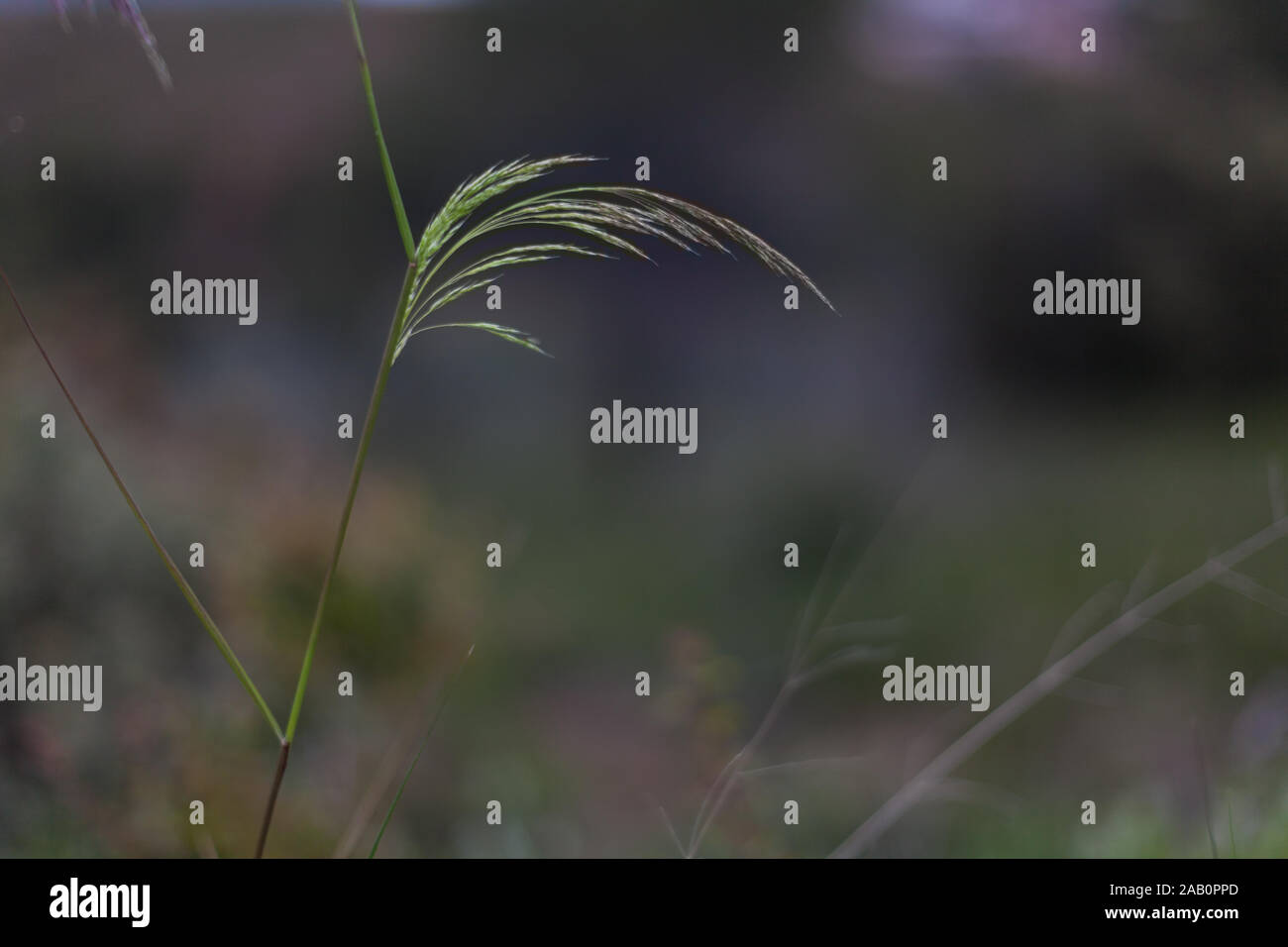 Unfocused green background hi-res stock photography and images - Alamy