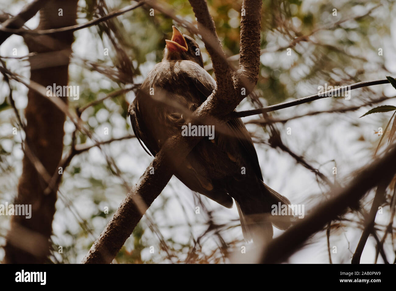 Bird singing from a tree and seen through the branches Stock Photo - Alamy