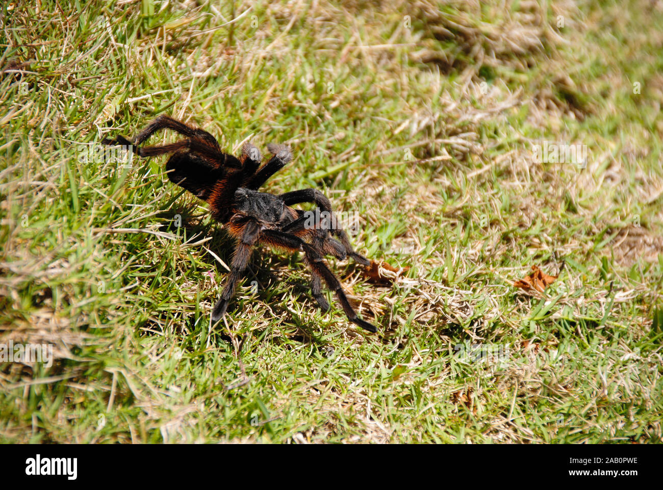 Tarantula walking hi-res stock photography and images - Alamy