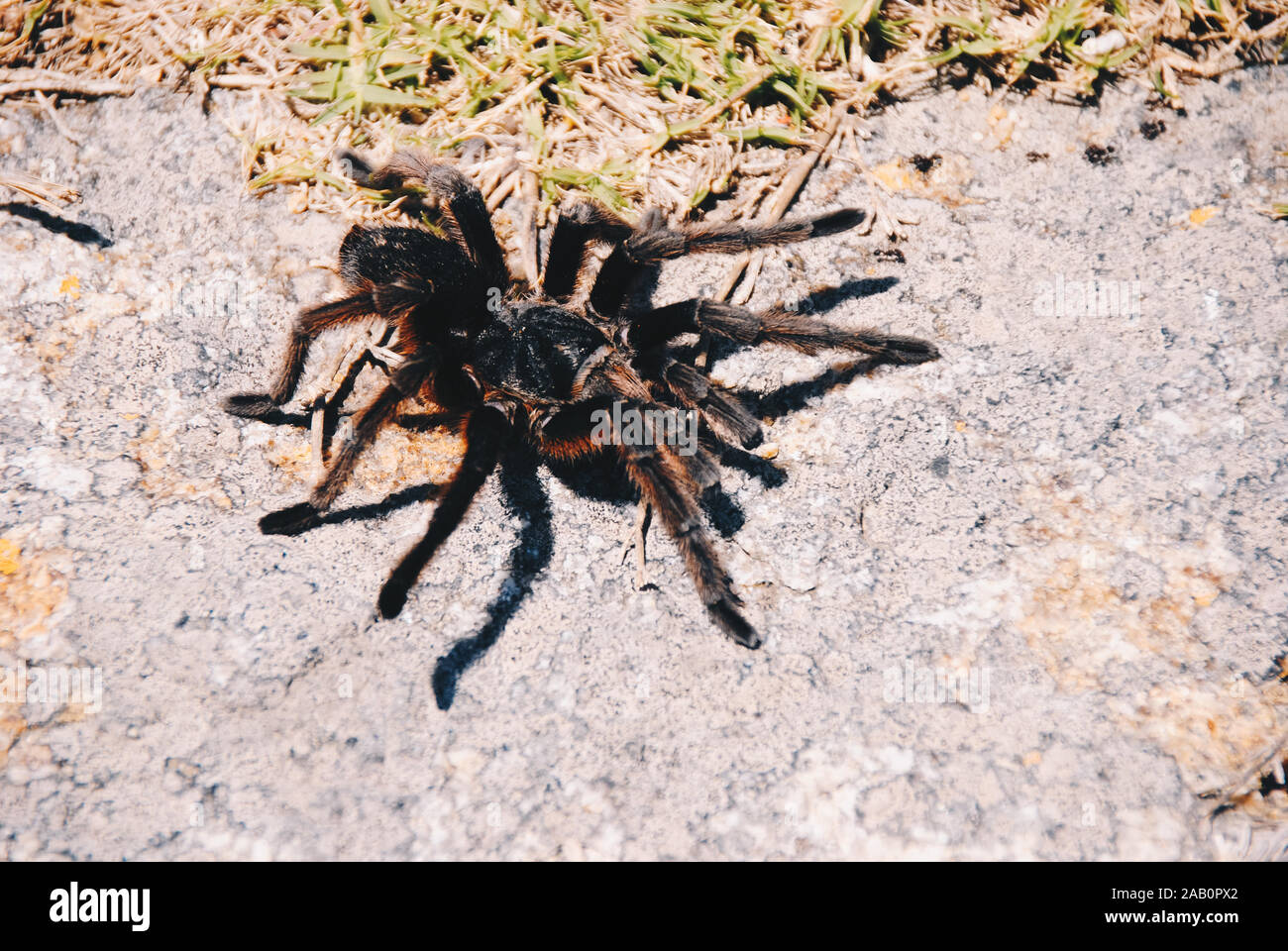 Tarantula spider in a stone floor with some grass Stock Photo - Alamy