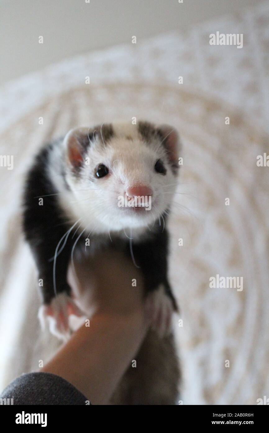 Little white ferret Stock Photo - Alamy