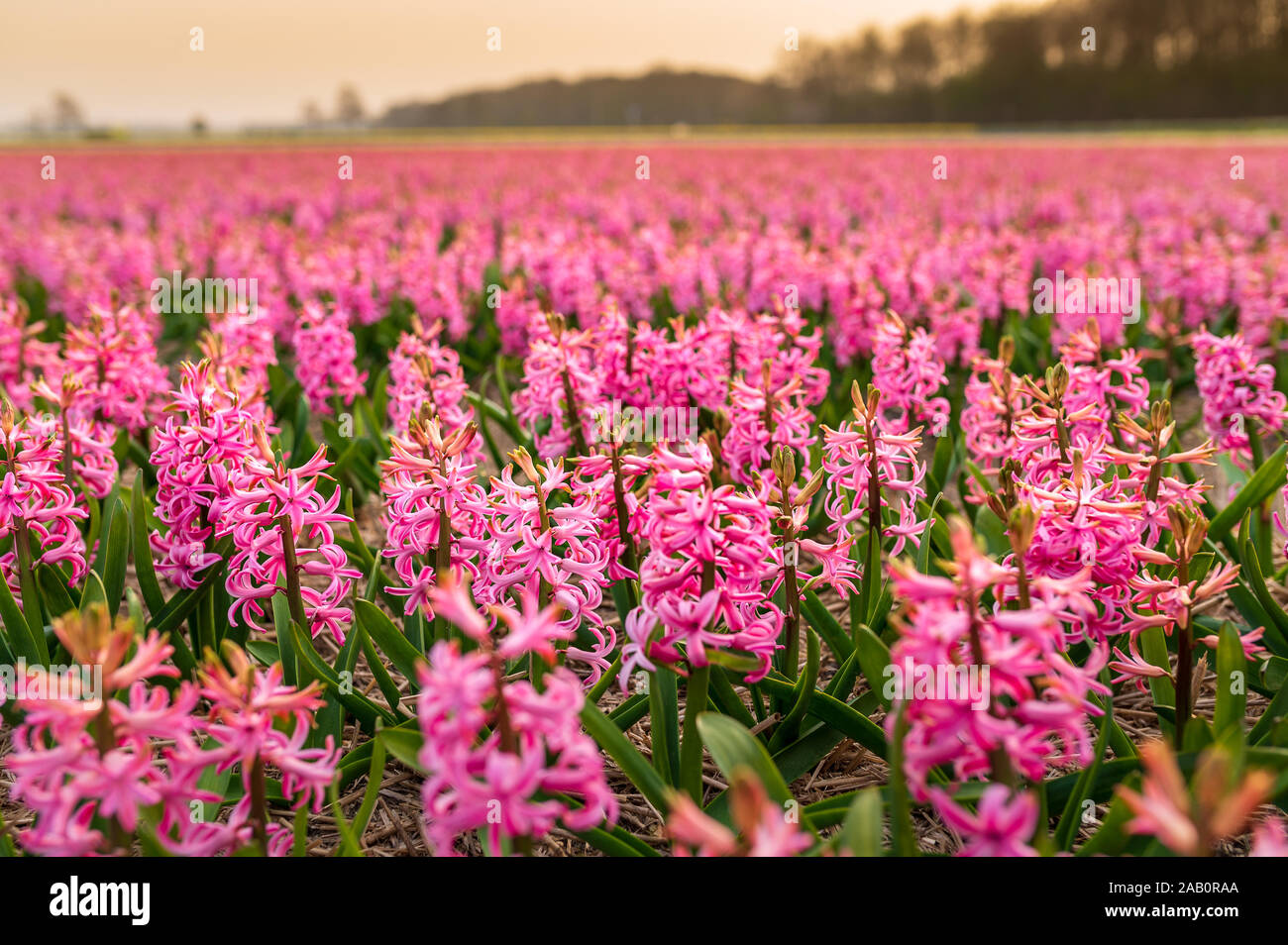 Field of red hyacinths in Holland Stock Photo - Alamy