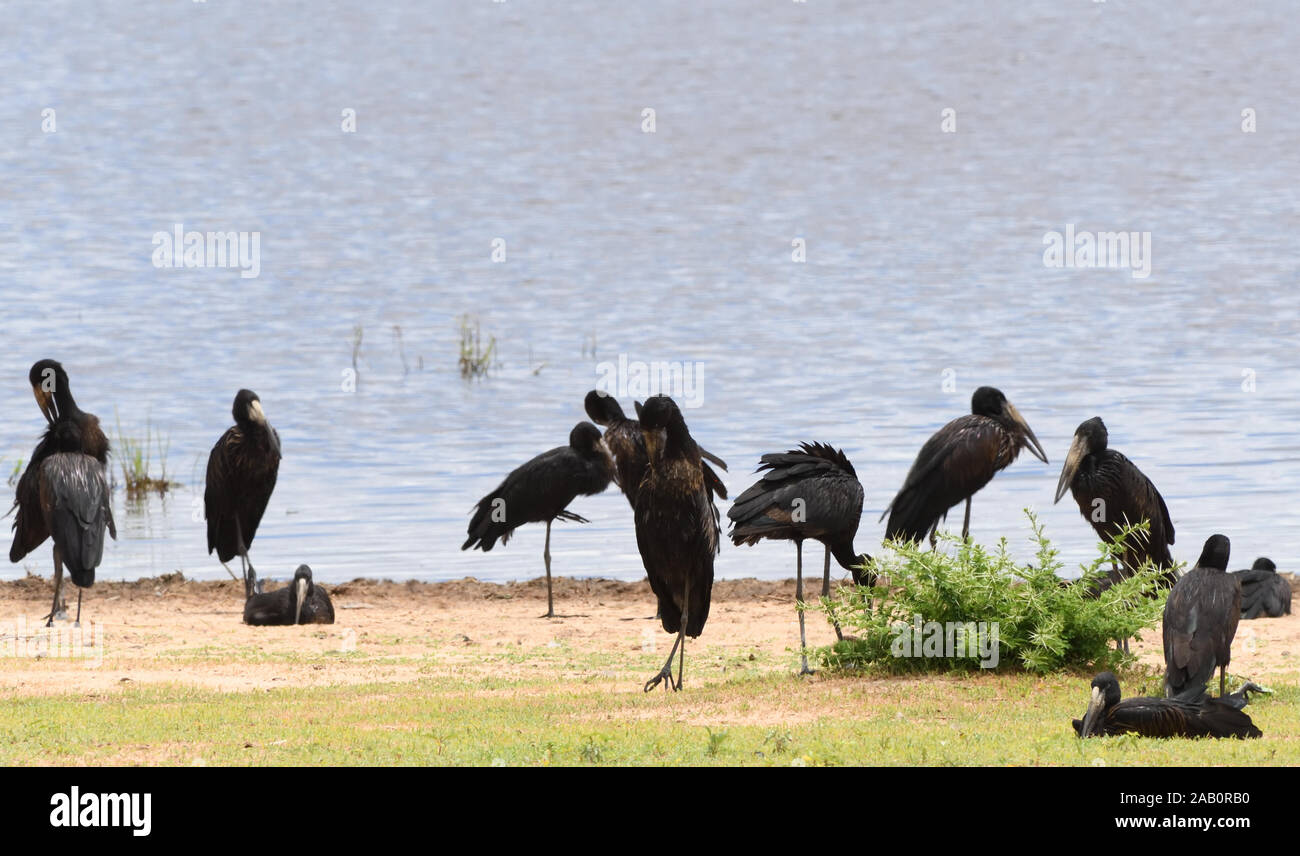 African openbill storks (Anastomus lamelligerus) by a lake on the edge ...