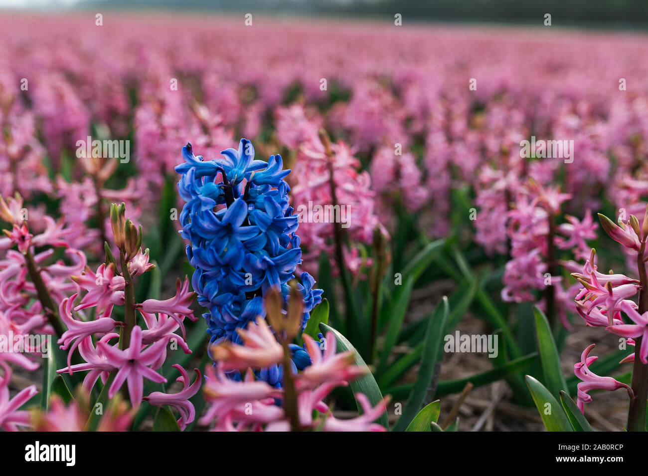 Single blue hyacinth in a field of red hyacinths in Holland Stock Photo ...