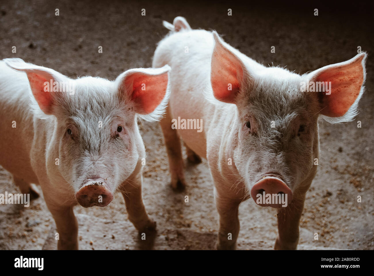 Two pink pigs looking at the camera Stock Photo - Alamy