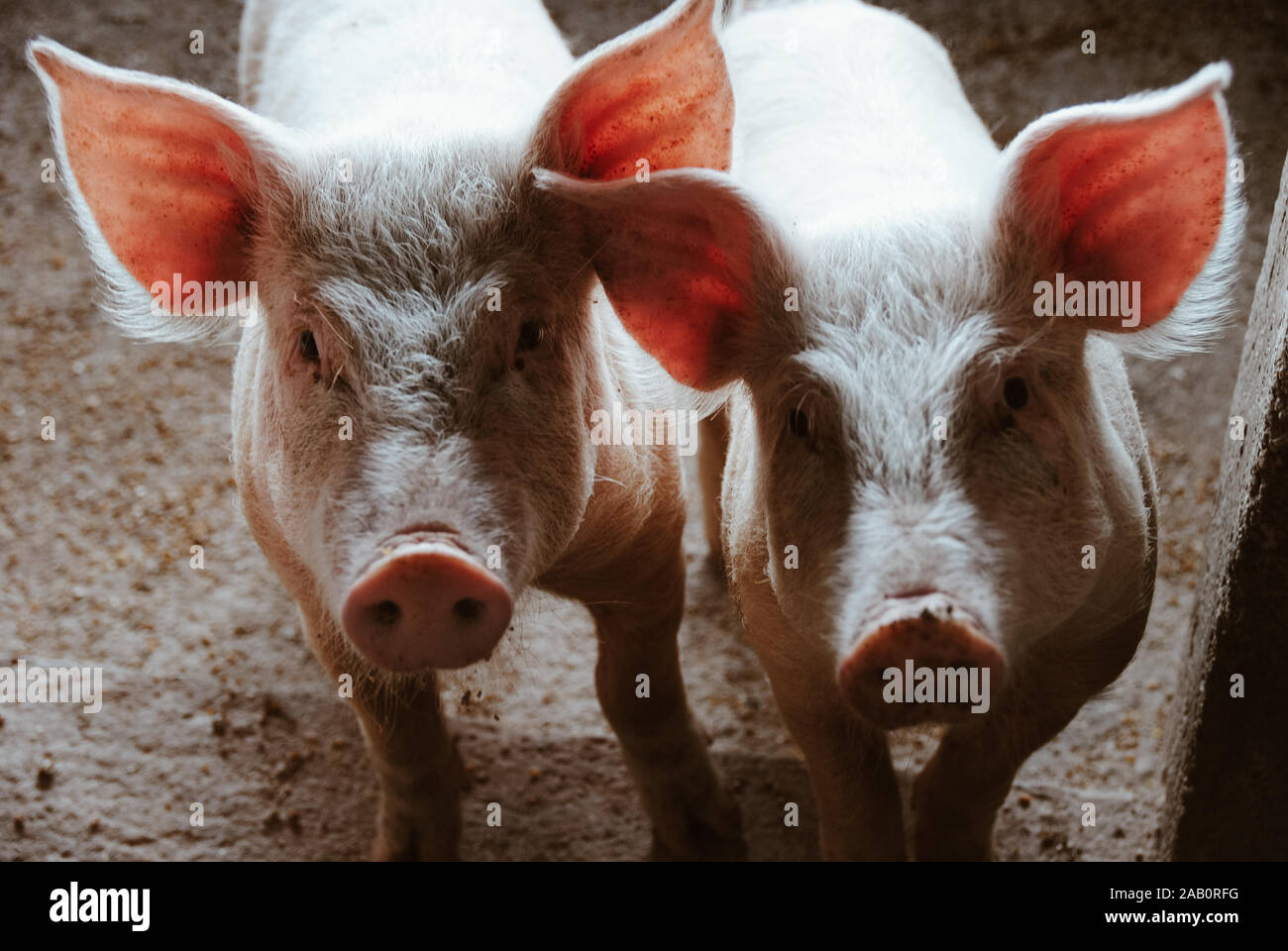 Two pigs looking camera hi-res stock photography and images - Alamy