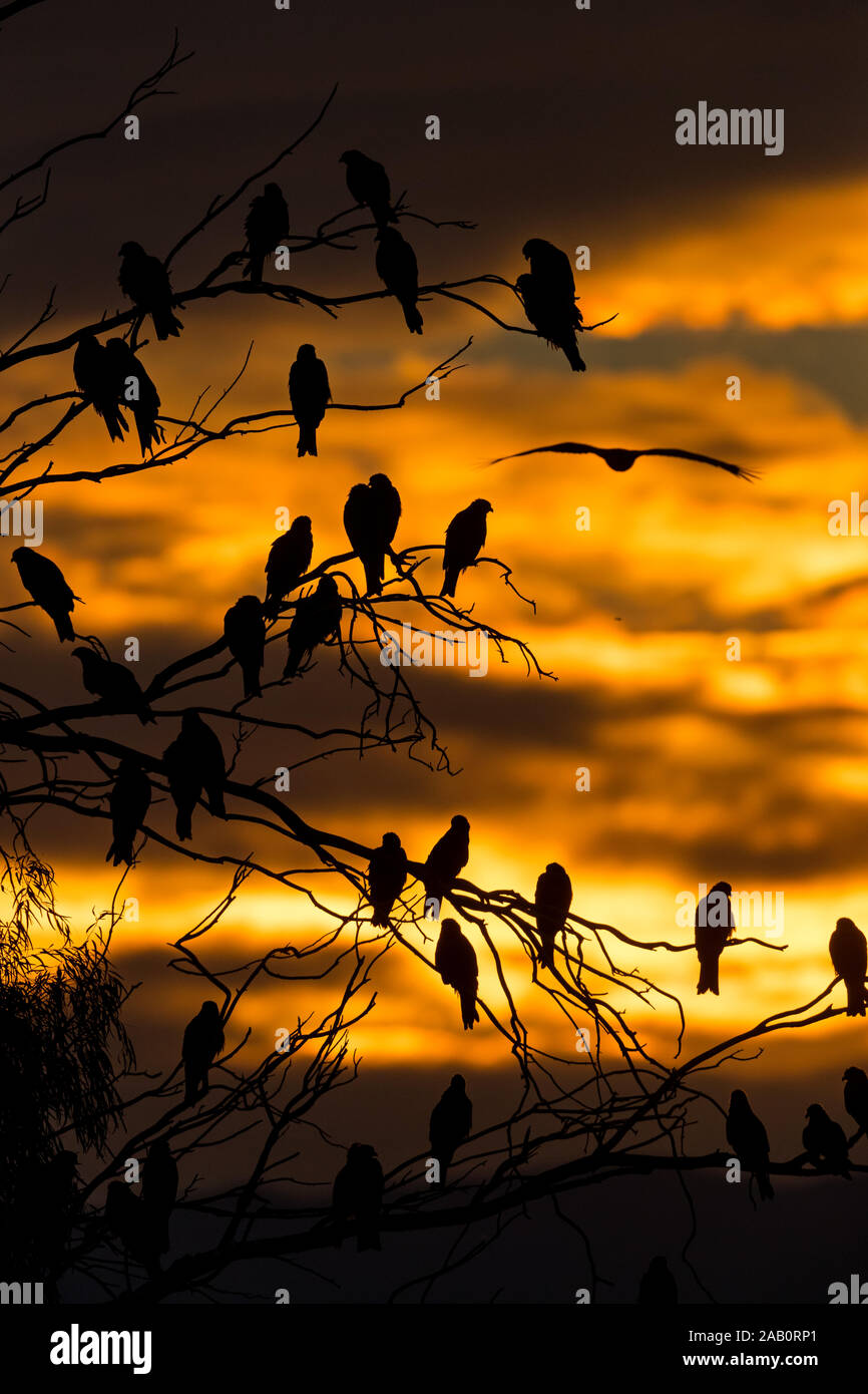 Schwarzmilan, Milvus migrans Stock Photo - Alamy