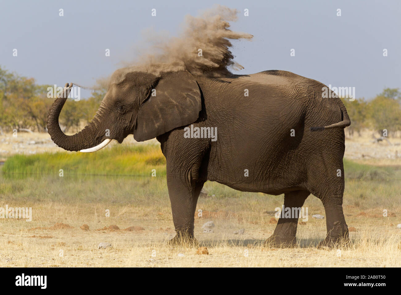 Afrikanischer Elefant, Loxodonta africana, African Bush Elephant ...