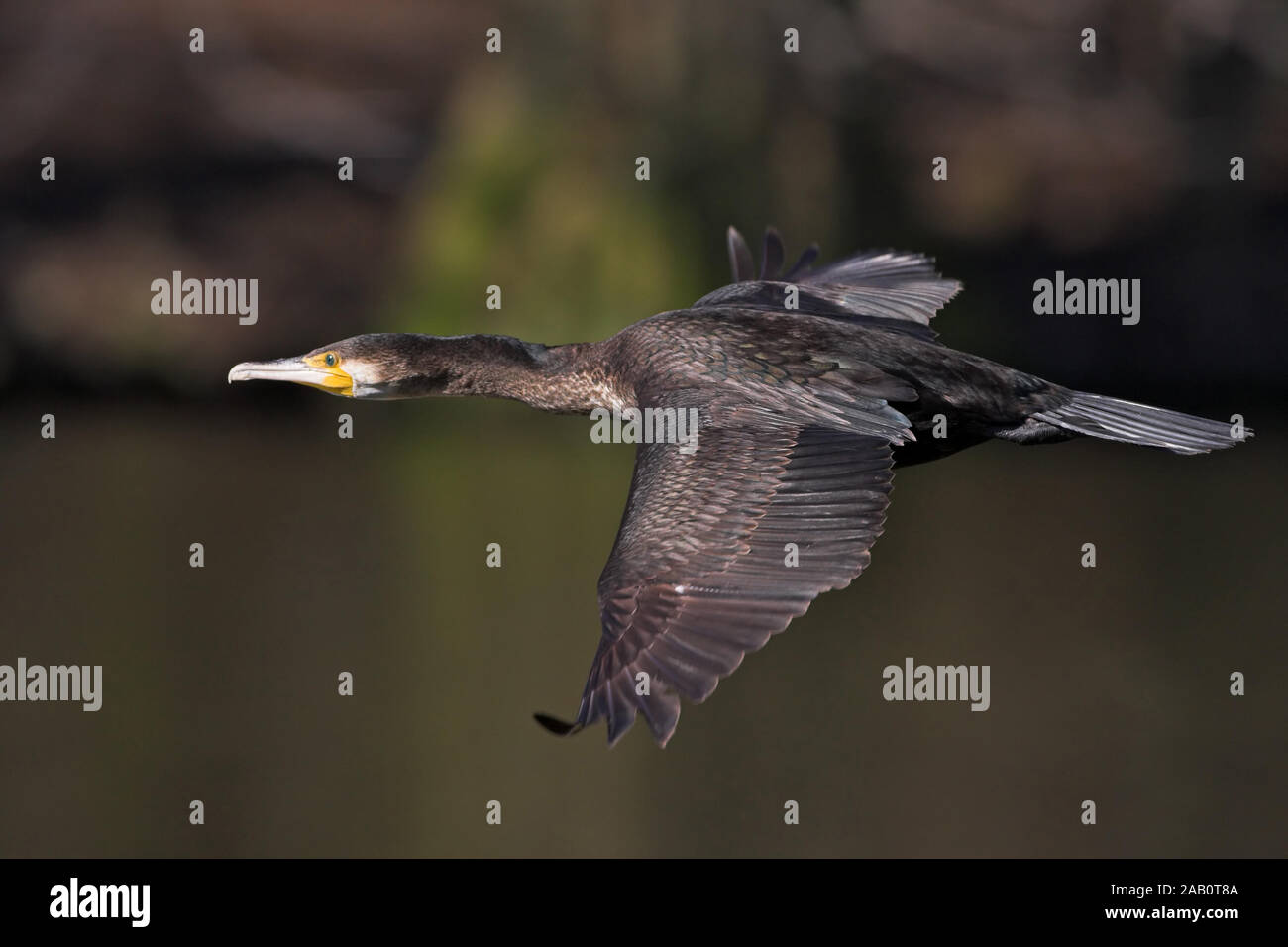 Grand cormoran hi-res stock photography and images - Alamy