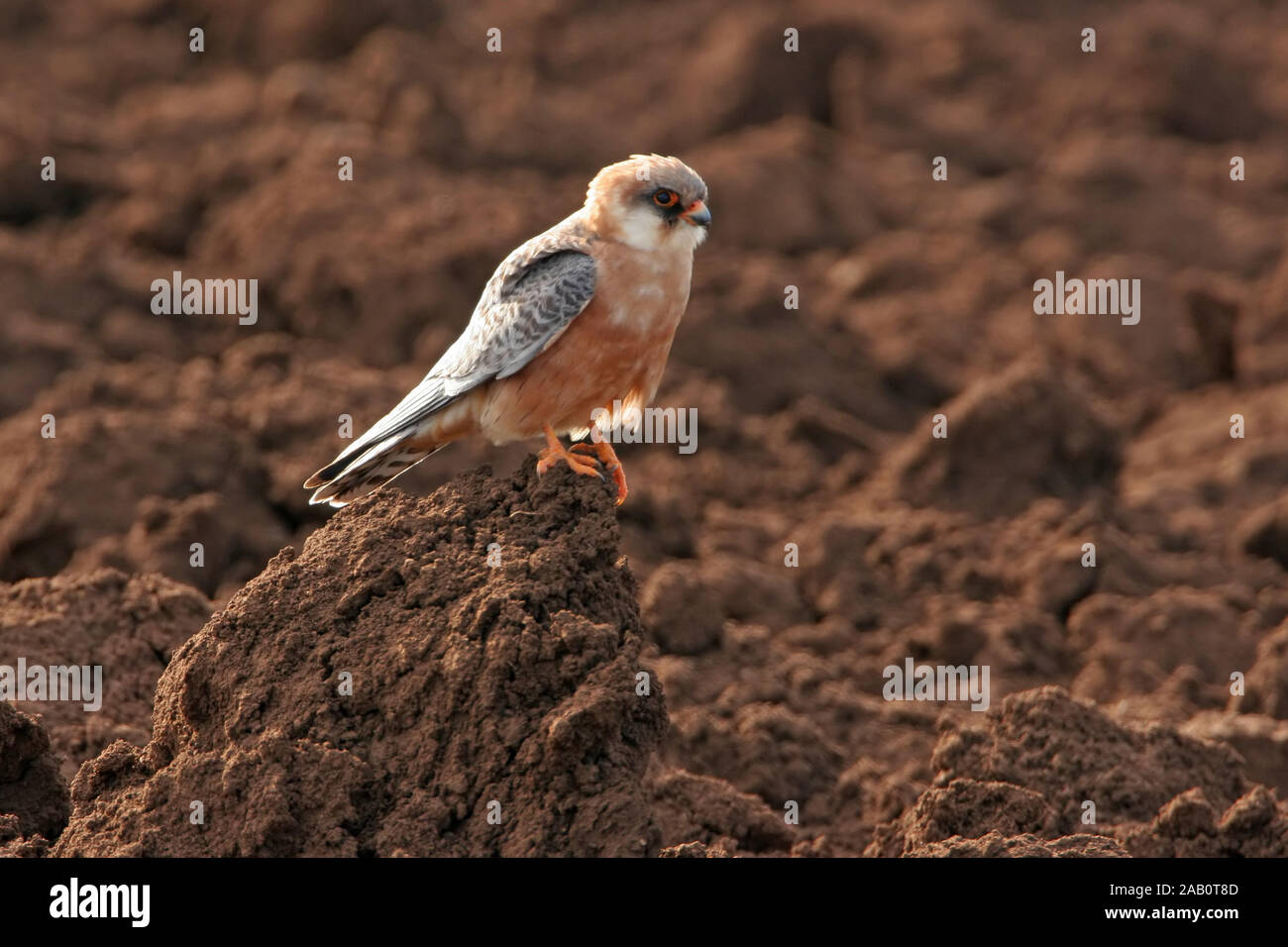 Mai 2008 | Rotfussfalke (Falco vespertinus) | Red-footed Falcon (Falco ...