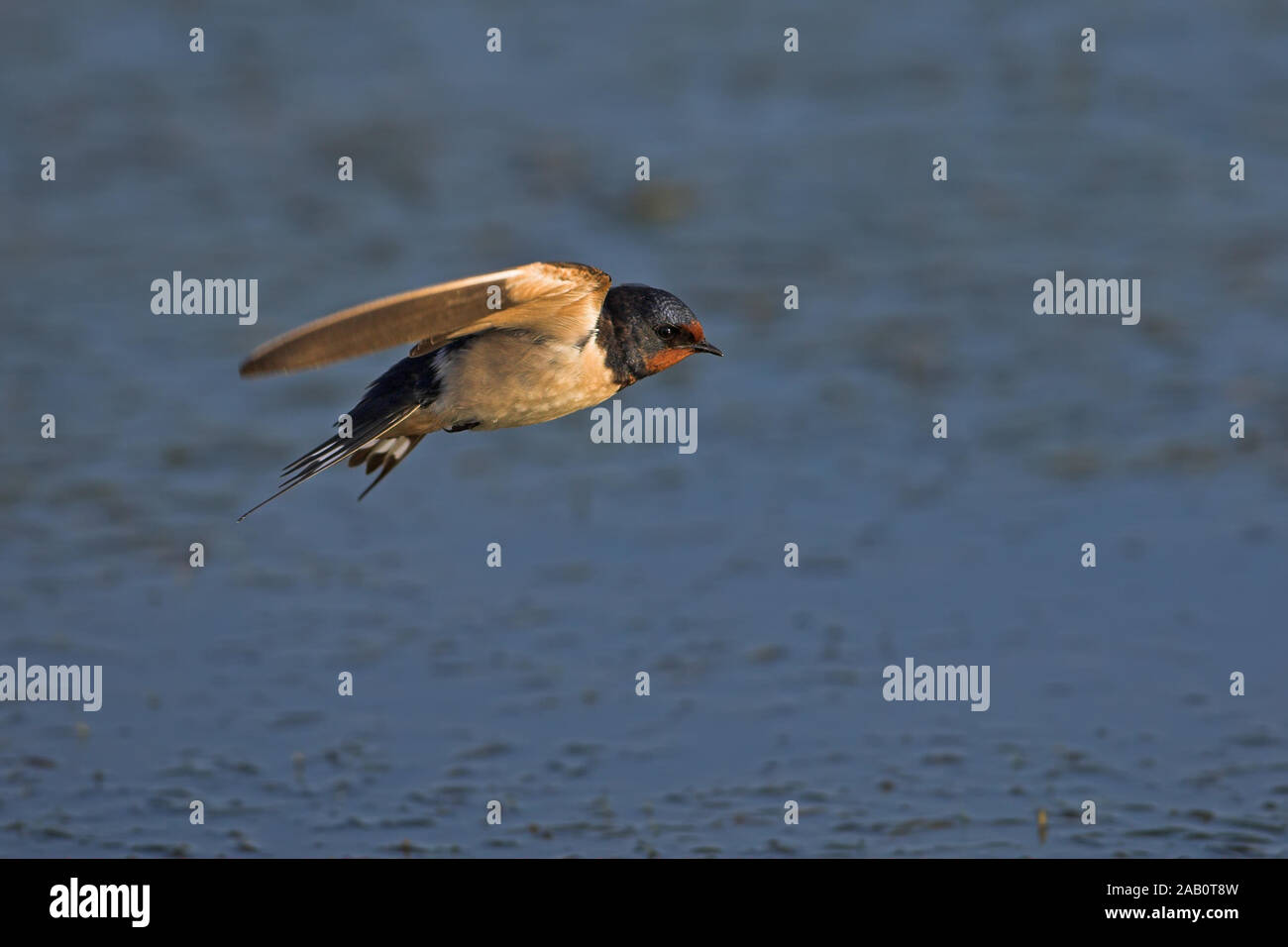 Hirunda Rustica High Resolution Stock Photography and Images - Alamy