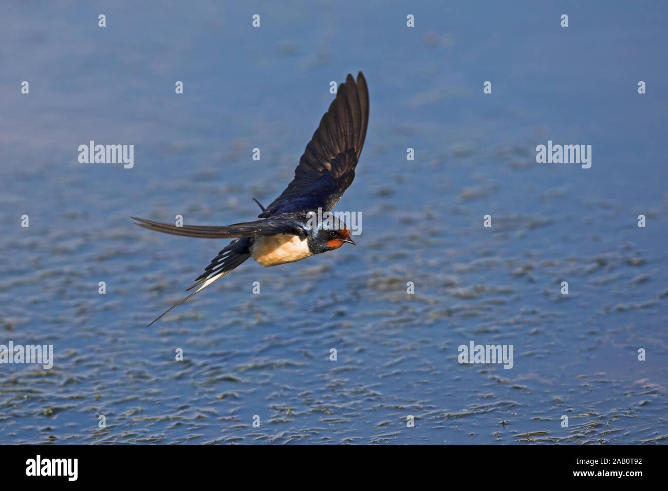 Hirunda Rustica High Resolution Stock Photography and Images - Alamy