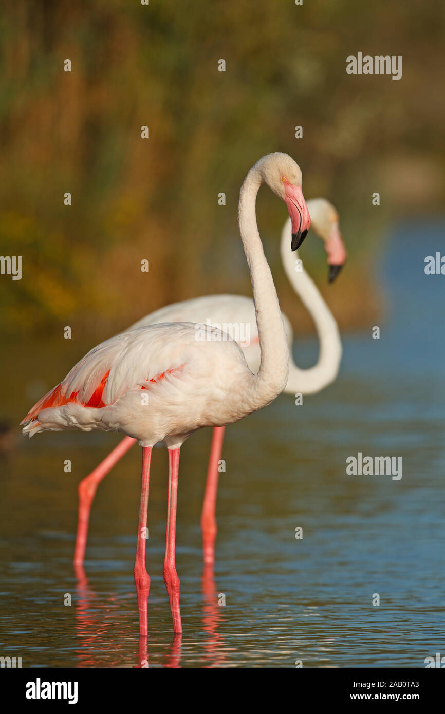Flamant rose hi-res stock photography and images - Alamy
