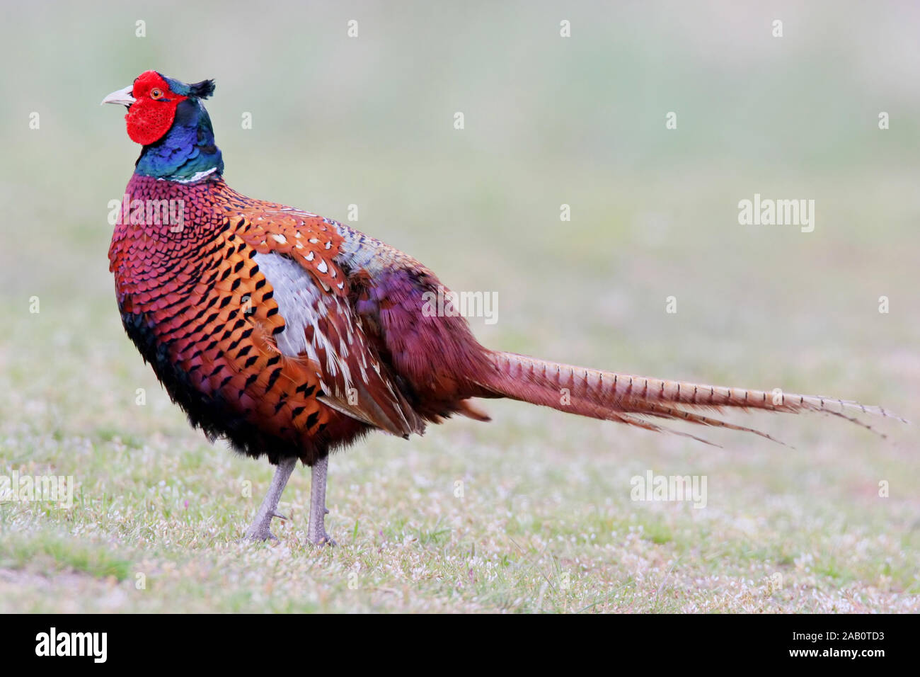 Fasan fliegt hi-res stock photography and images - Alamy