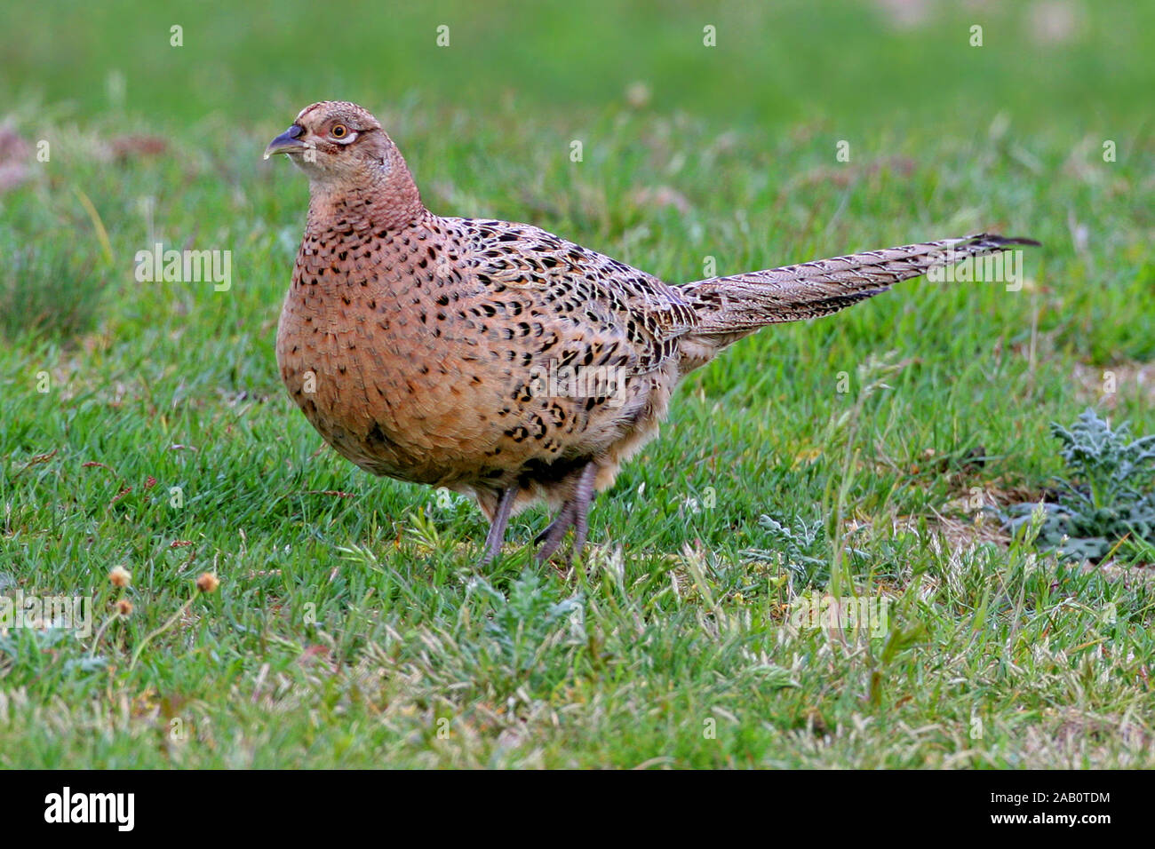 Fasan fliegt hi-res stock photography and images - Alamy