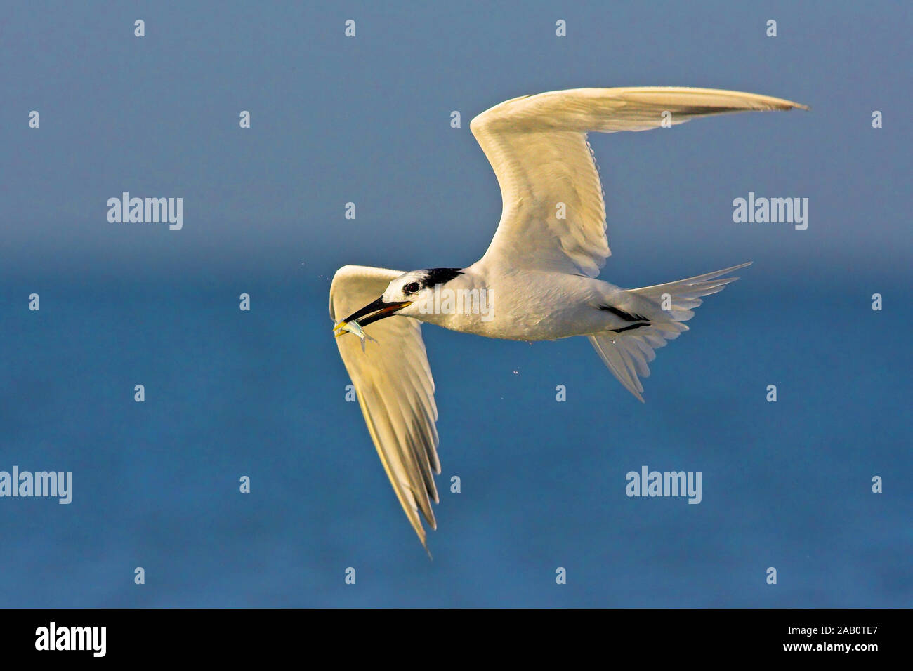 Brandseeschwalbe, Sterna sandvicensis Stock Photo - Alamy