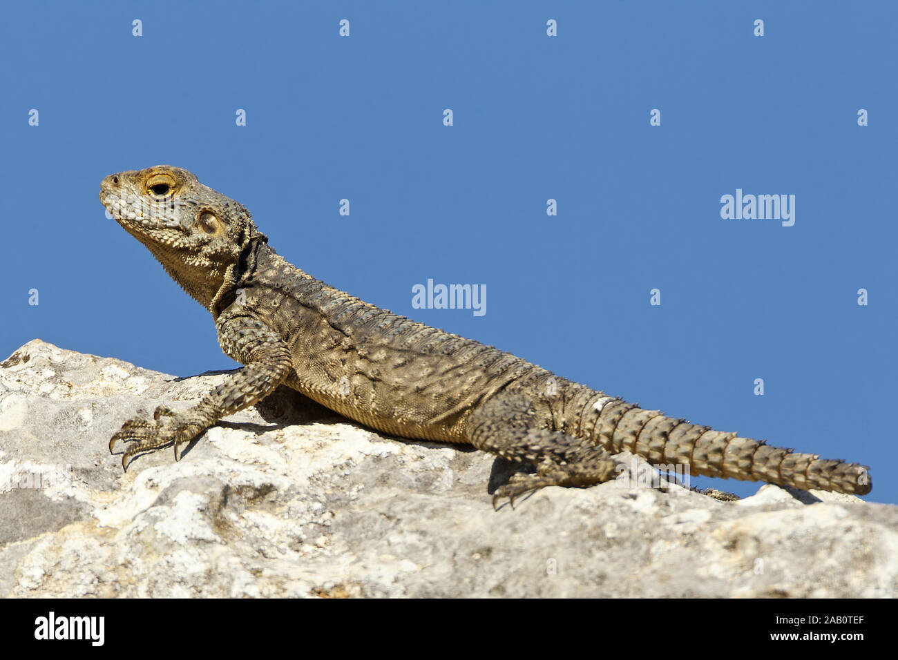 Hardun Laudakia stellio Stellion Star Lizard Hardim Stock Photo - Alamy