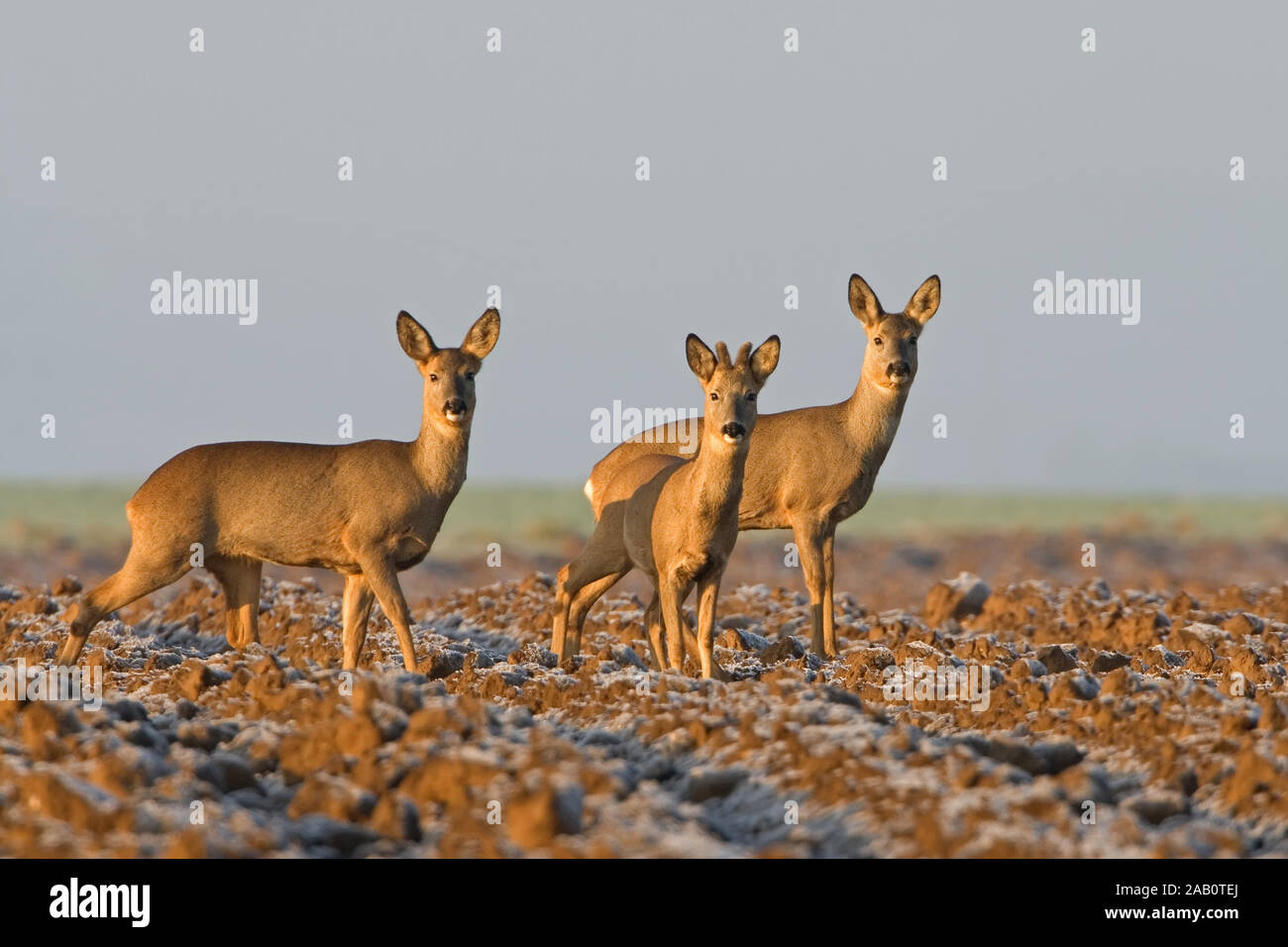 Drei junge Rehe auf dem Feld Stock Photo - Alamy