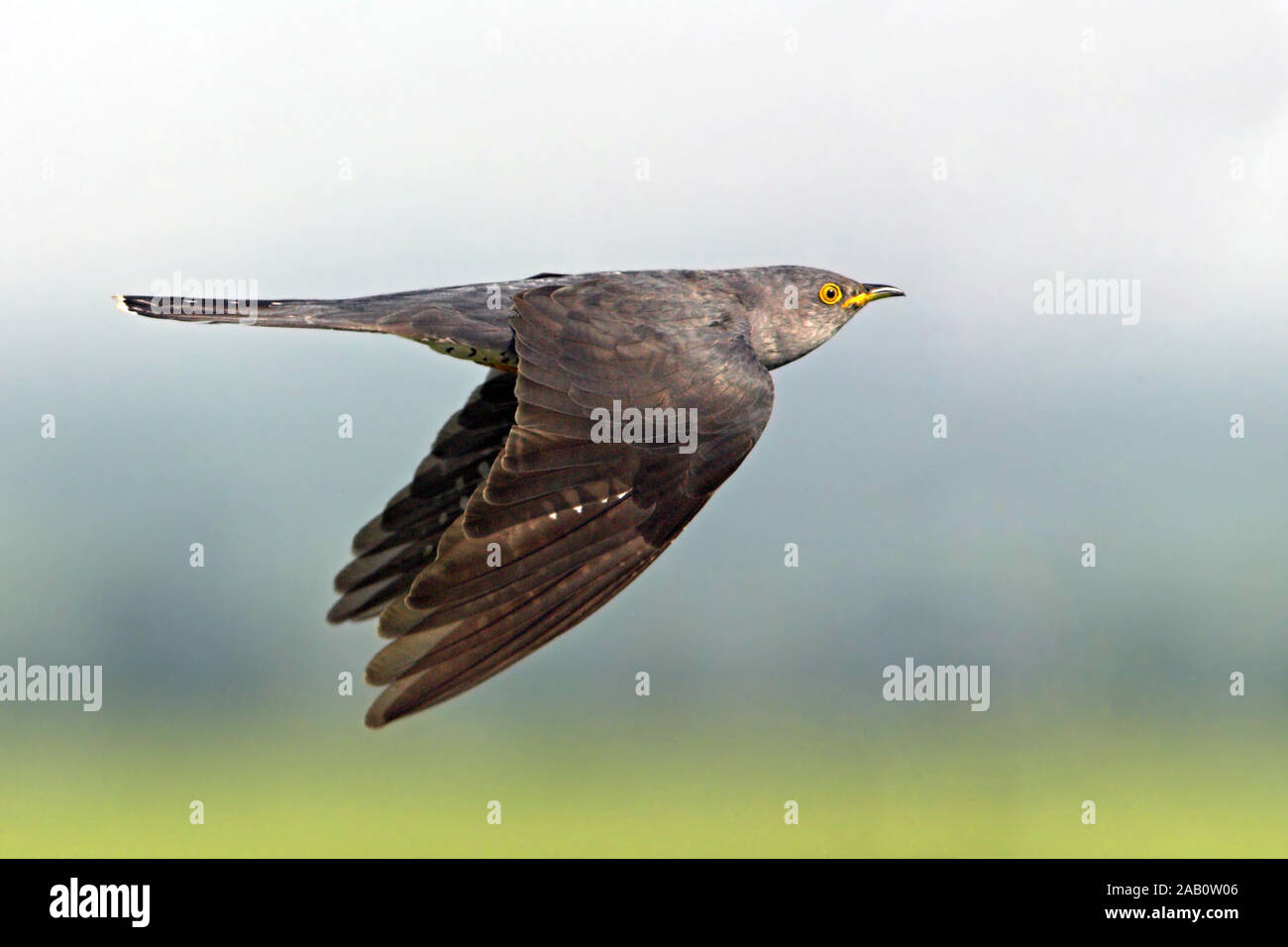 Kuckuck, Cuculus canorus Stock Photo - Alamy
