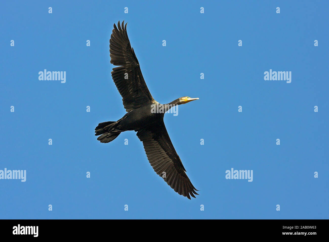 Kormoran, Phalacrocorax carbo, Florida, USA Stock Photo - Alamy