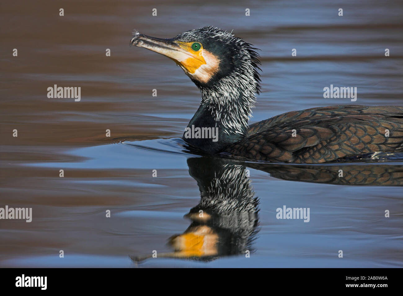 Vogel florida hi-res stock photography and images - Alamy