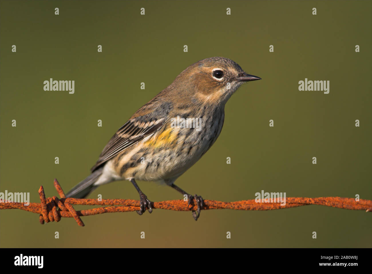 Dendroica coronata coronata hi-res stock photography and images - Alamy
