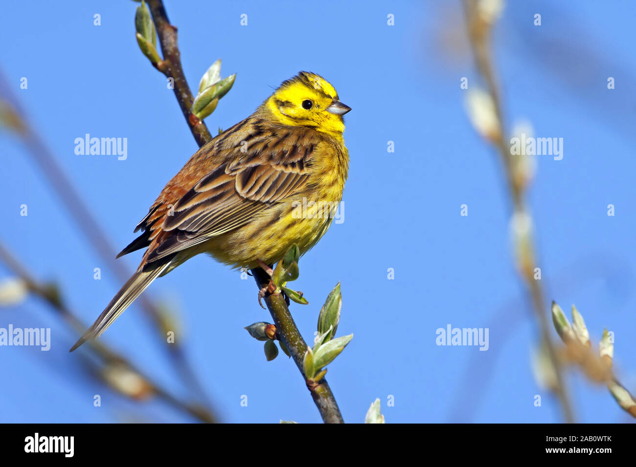 Goldammer emberiza citrinella hi-res stock photography and images - Alamy