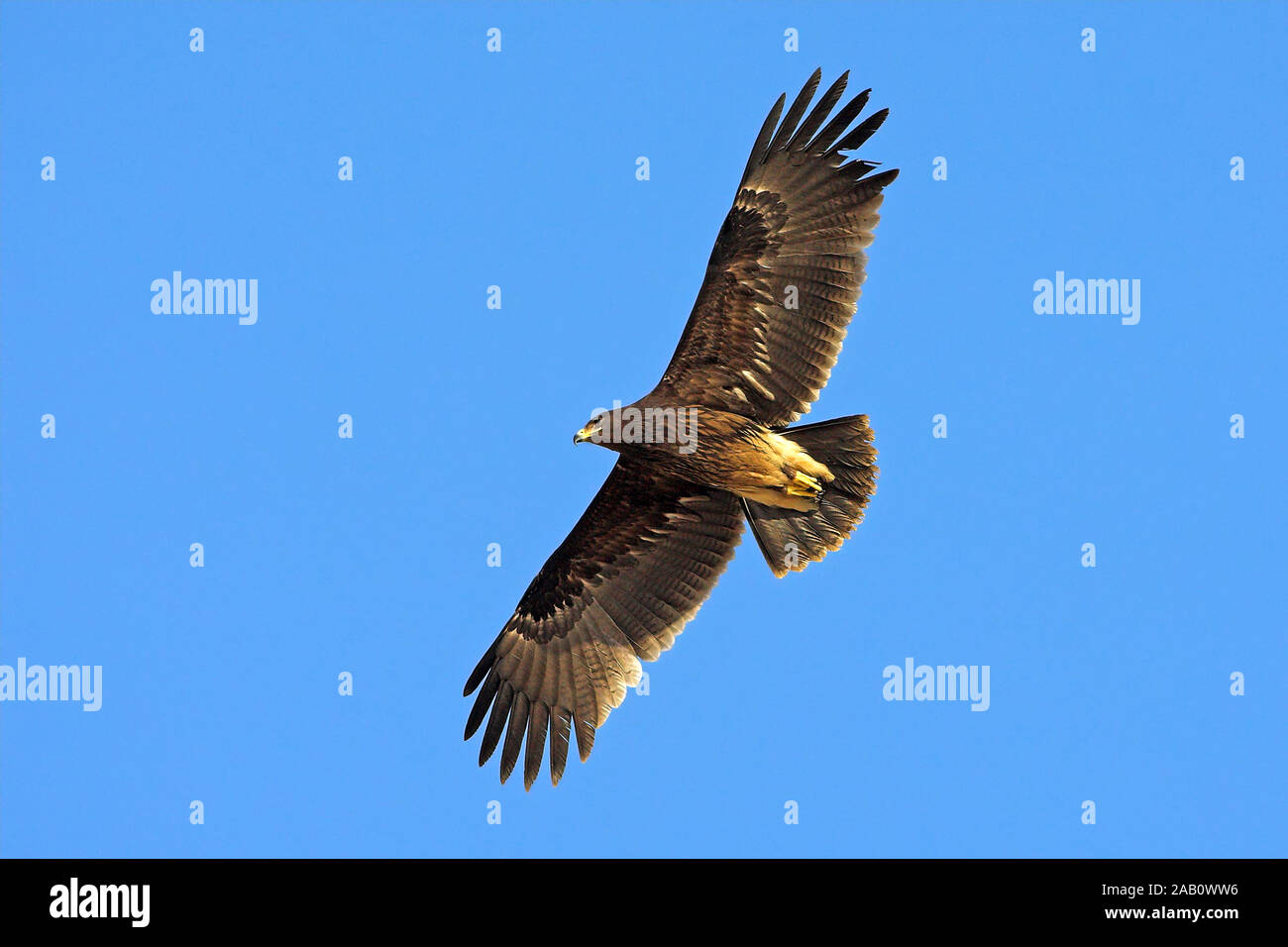 Schelladler Greater Spotted Eagle Spotted Eagle Aquila clanga Aigle ...