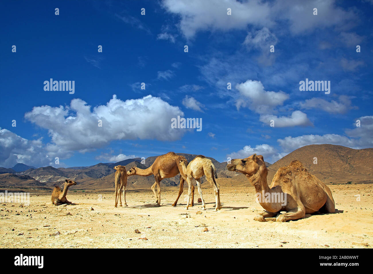 Camelus dromedarius dromedar hi-res stock photography and images - Alamy