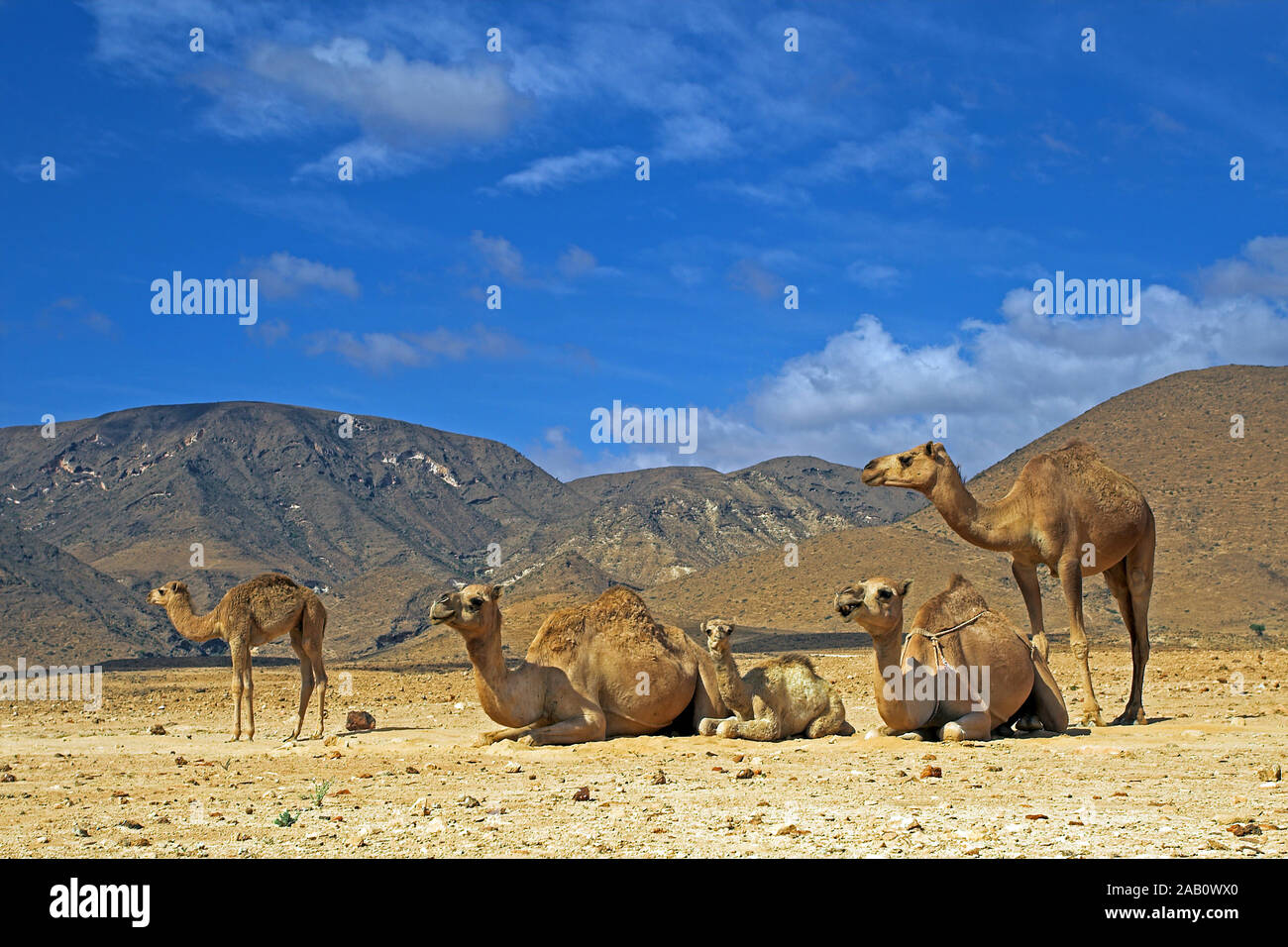 Camelus dromedarius dromedar hi-res stock photography and images - Alamy