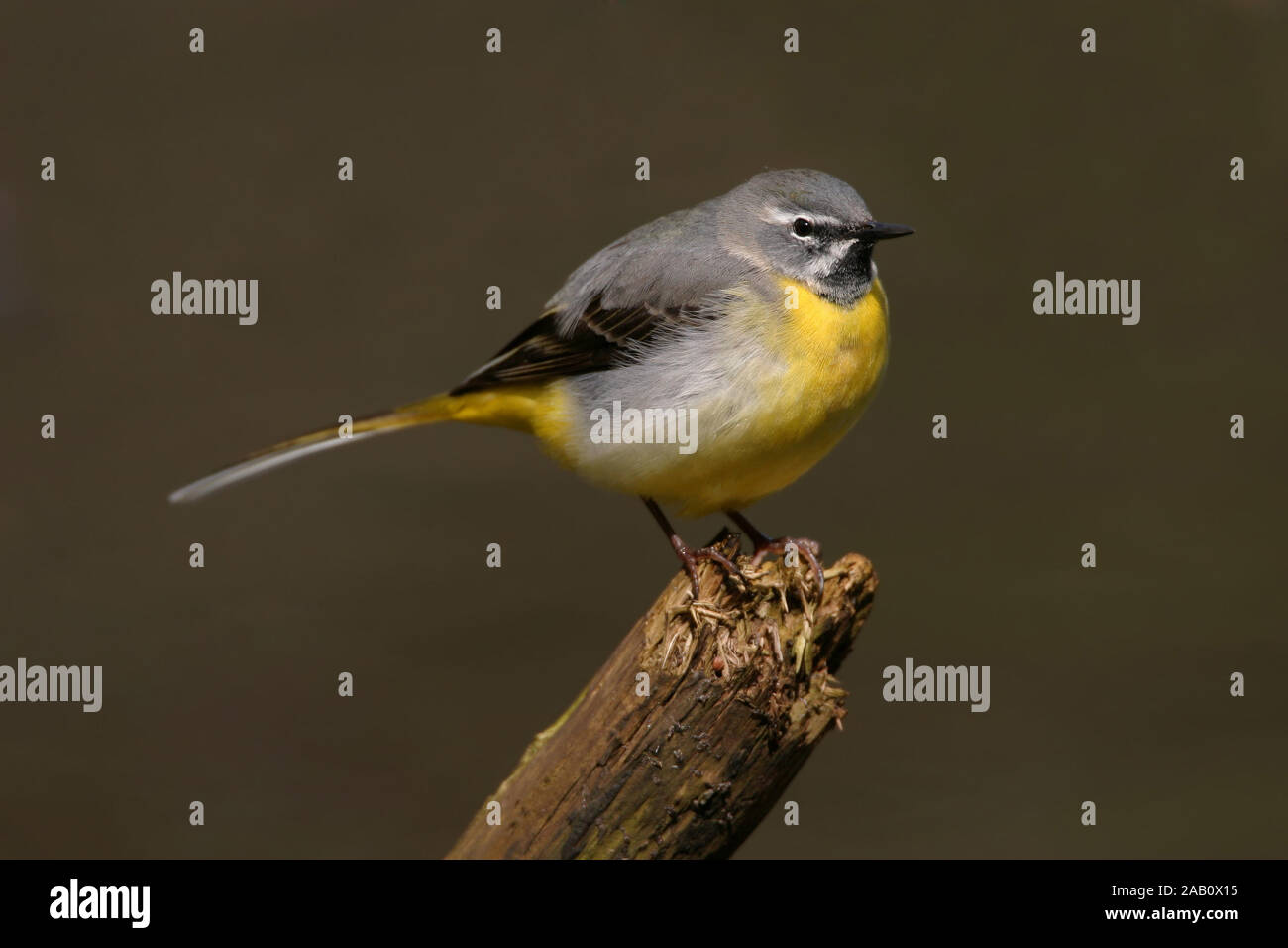 Sitzender vogel hi-res stock photography and images - Alamy